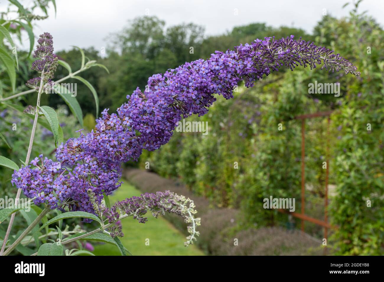 Buddleja davidii 'Valley View Blue' (buddleia variety), known as a ...