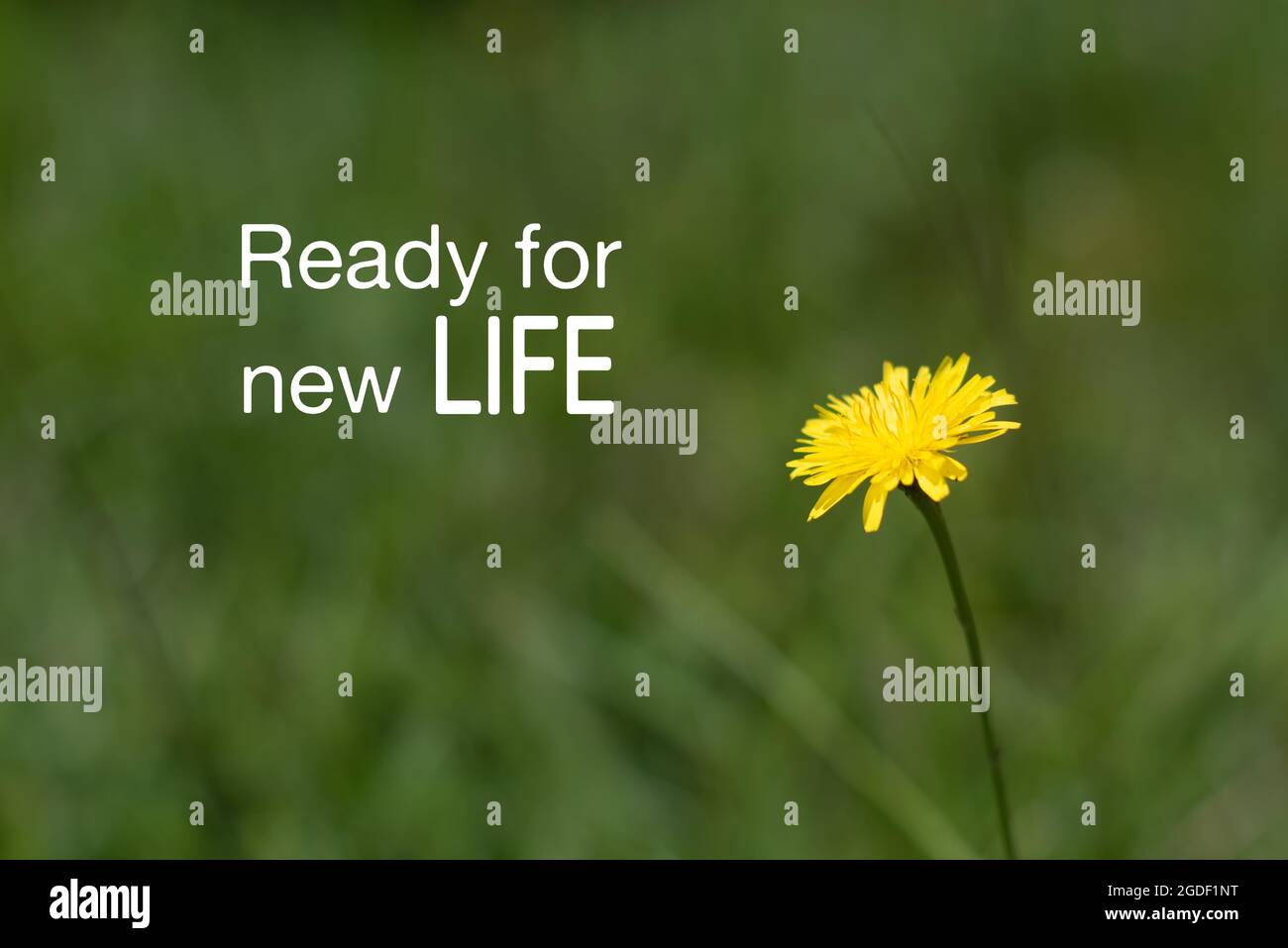 Motivational and Inspirational Quotes - Ready for new life Stock Photo ...