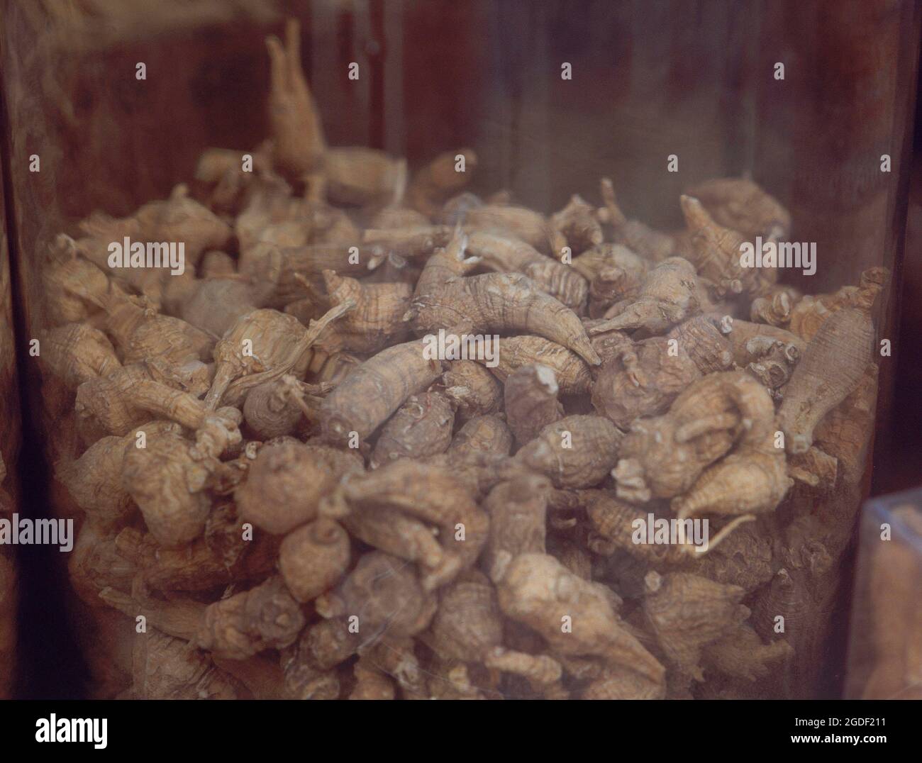 Tubérculo tubérculo hi-res stock photography and images - Alamy