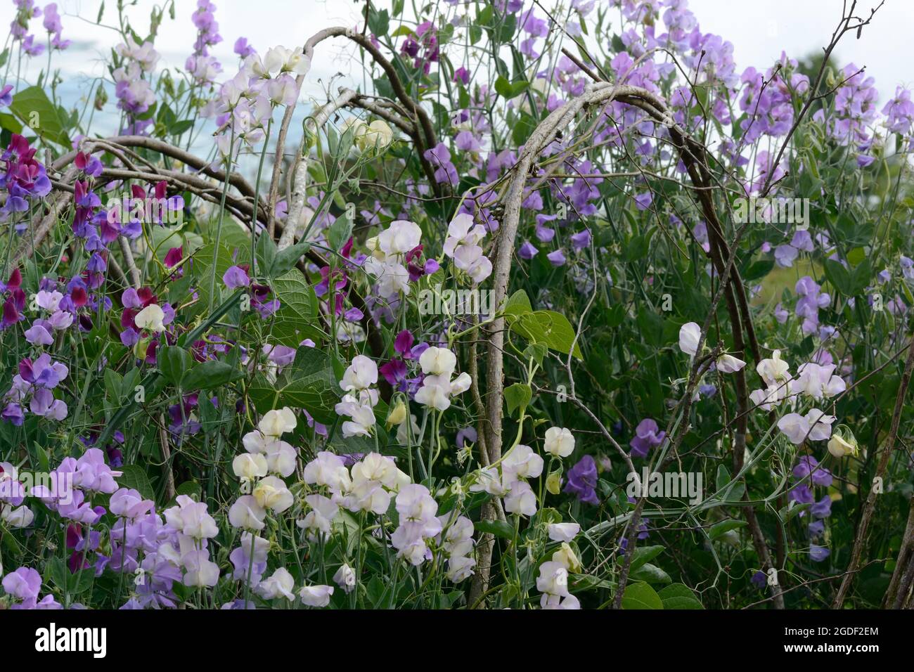 Lathyrus odoratus Incense Mixed Sweet Pea flowers known for their ...