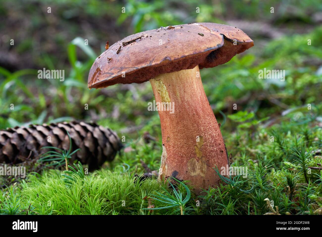 Edible mushroom Neoboletus luridiformis in spruce forest. Known as ...