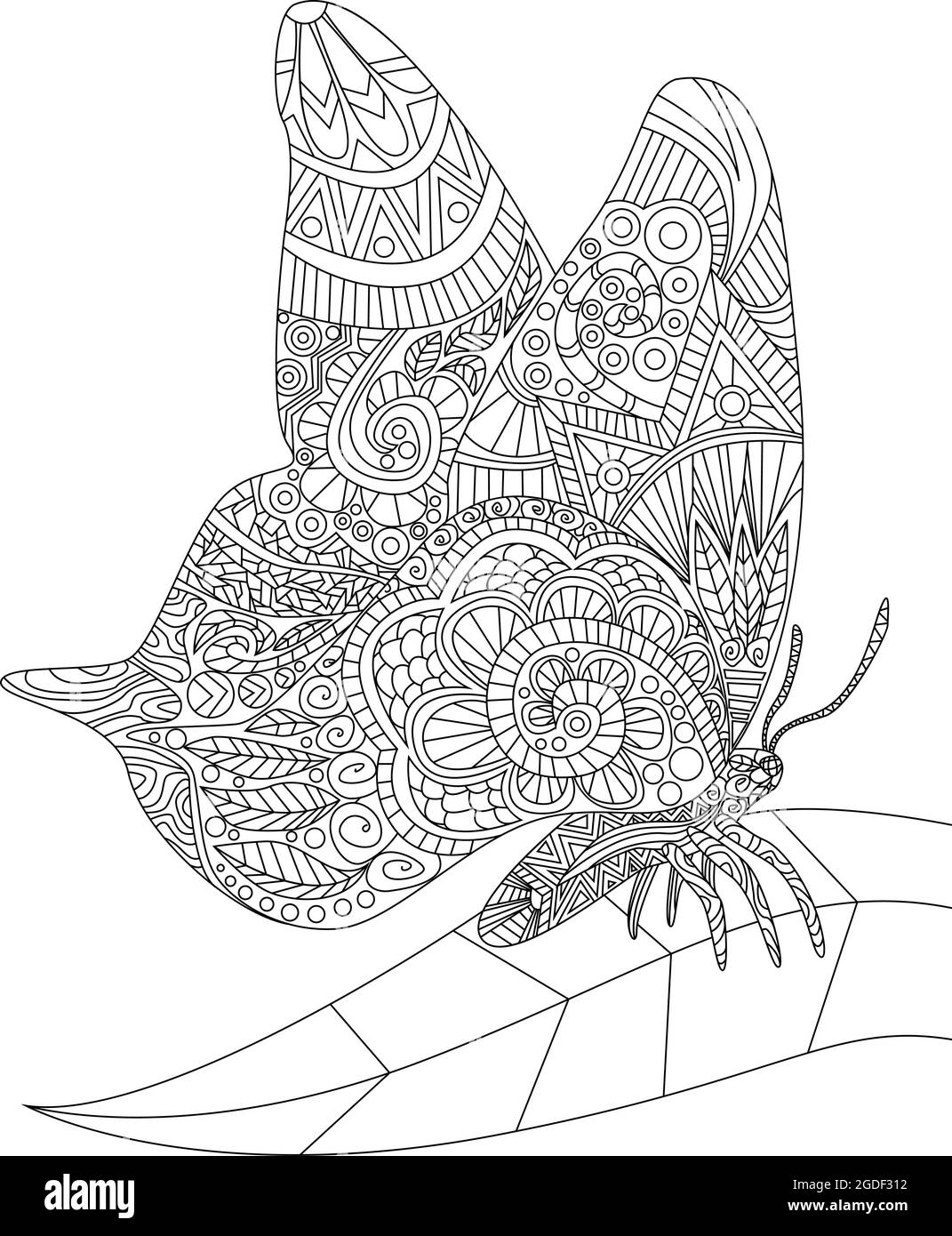 Beautiful Butterfly Resting On A Single Leaf Spreading Wings Colorless ...