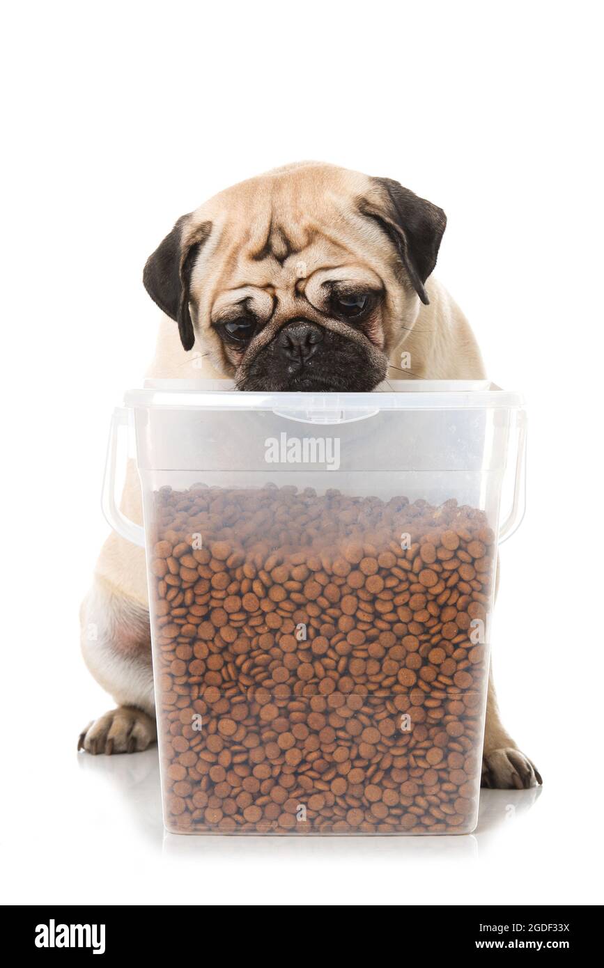 Pug with pet food isolated Stock Photo - Alamy