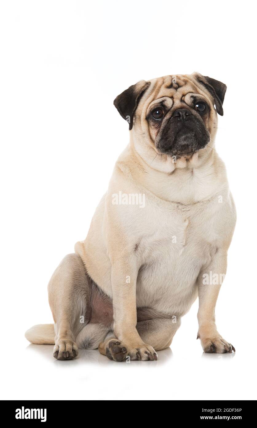 Pug isolated on white background Stock Photo - Alamy