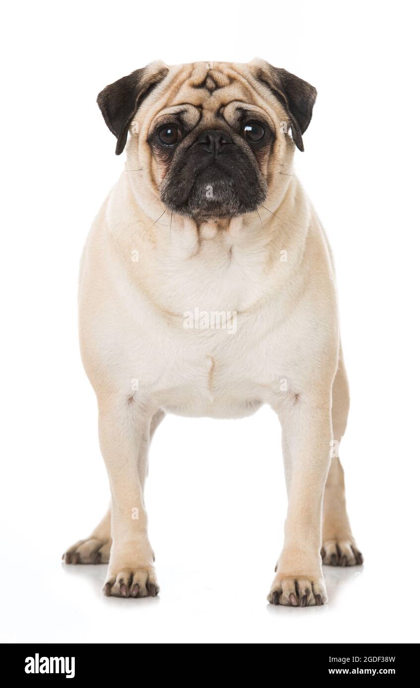 Pug isolated on white background Stock Photo - Alamy