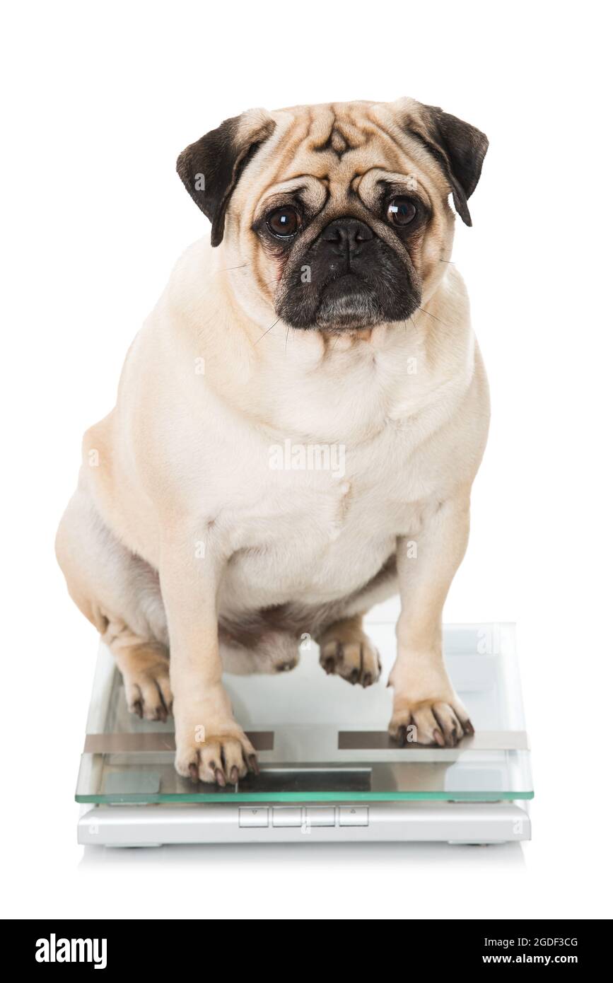 Fat pug is weighed Stock Photo - Alamy