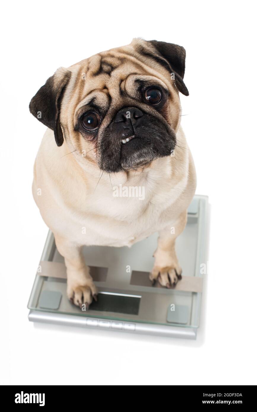 Fat pug is weighed Stock Photo - Alamy