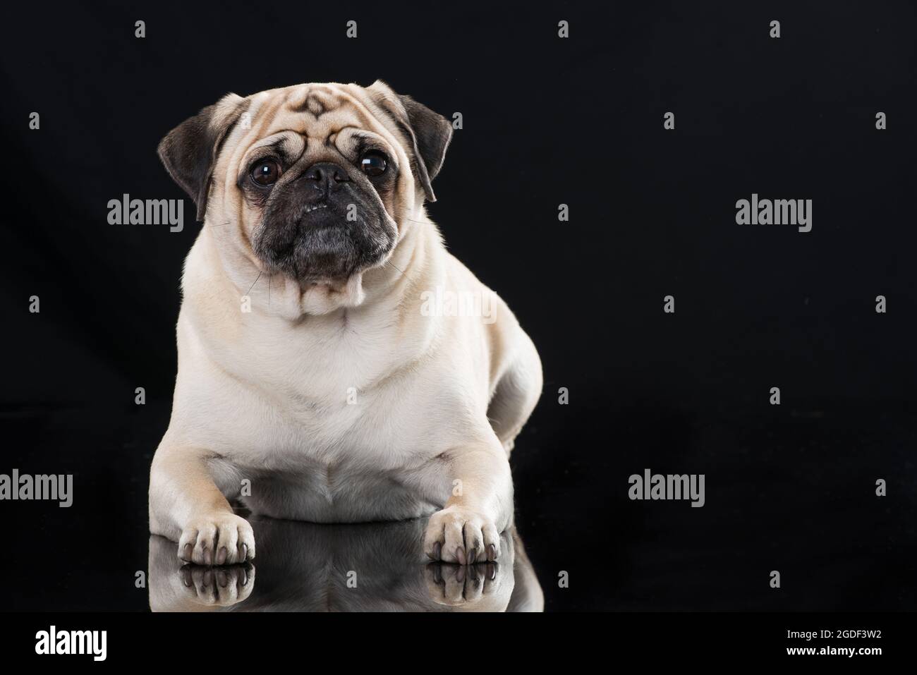 Fat pug on black background Stock Photo - Alamy