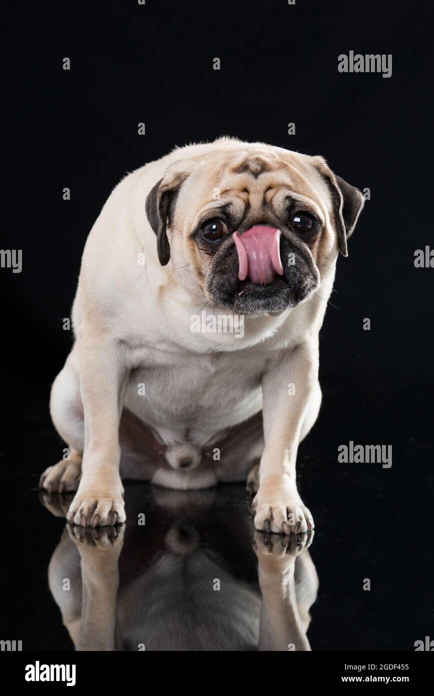 Fat pug on black background Stock Photo - Alamy