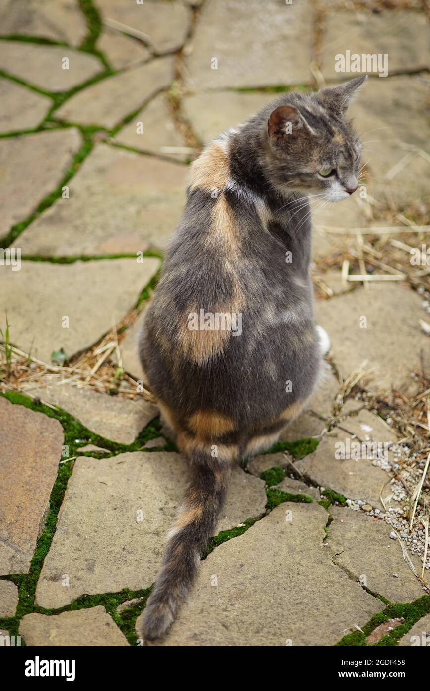 Tricolor pregnant ash cat portrait outdoors. Ashy turtle cat sits on ...