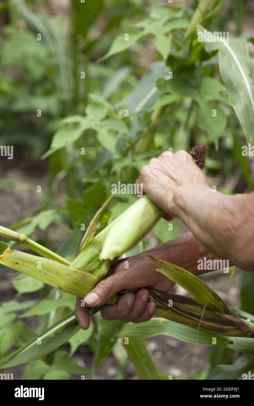 Woman hands harvesting maize in Guatemala, El Progreso. Central America ...