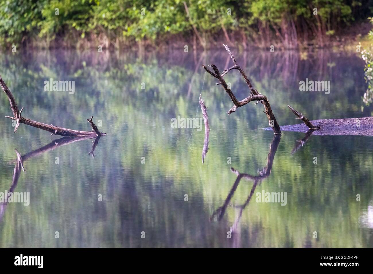 tree branches sticking straight out of a calm relfective lake in summer ...