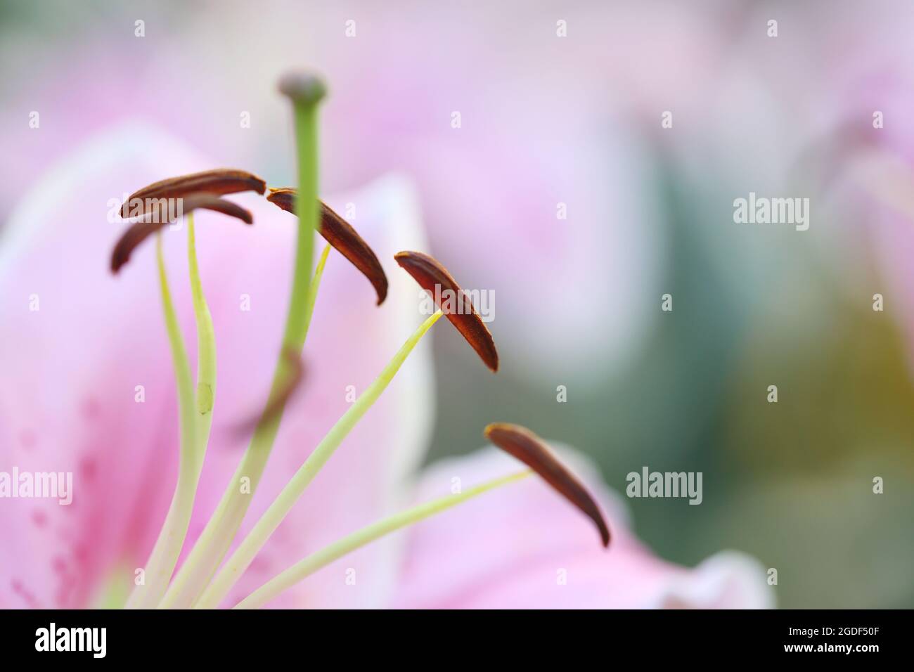 Pink lily flower in macro Stock Photo - Alamy