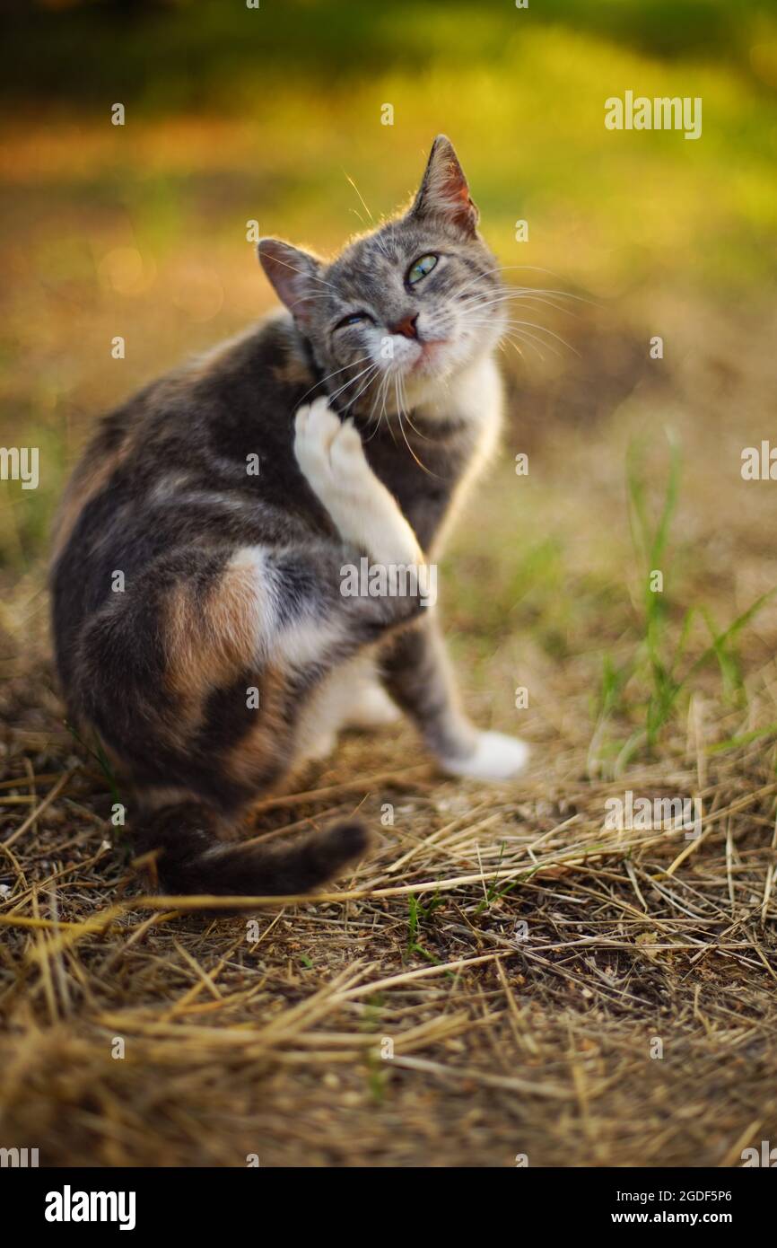 Pale grey cat paw scratching fleas behind the ear in summer garden at ...