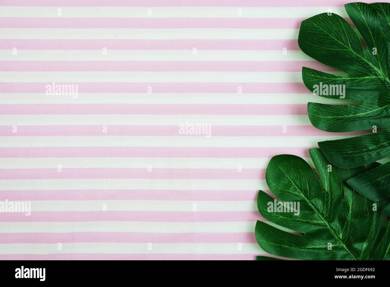 tropical leaves monstera and space copy on pink background Stock Photo ...