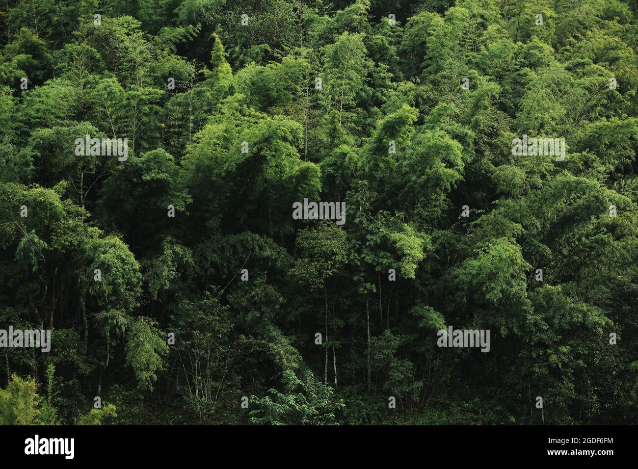 Green forest background texture Stock Photo - Alamy