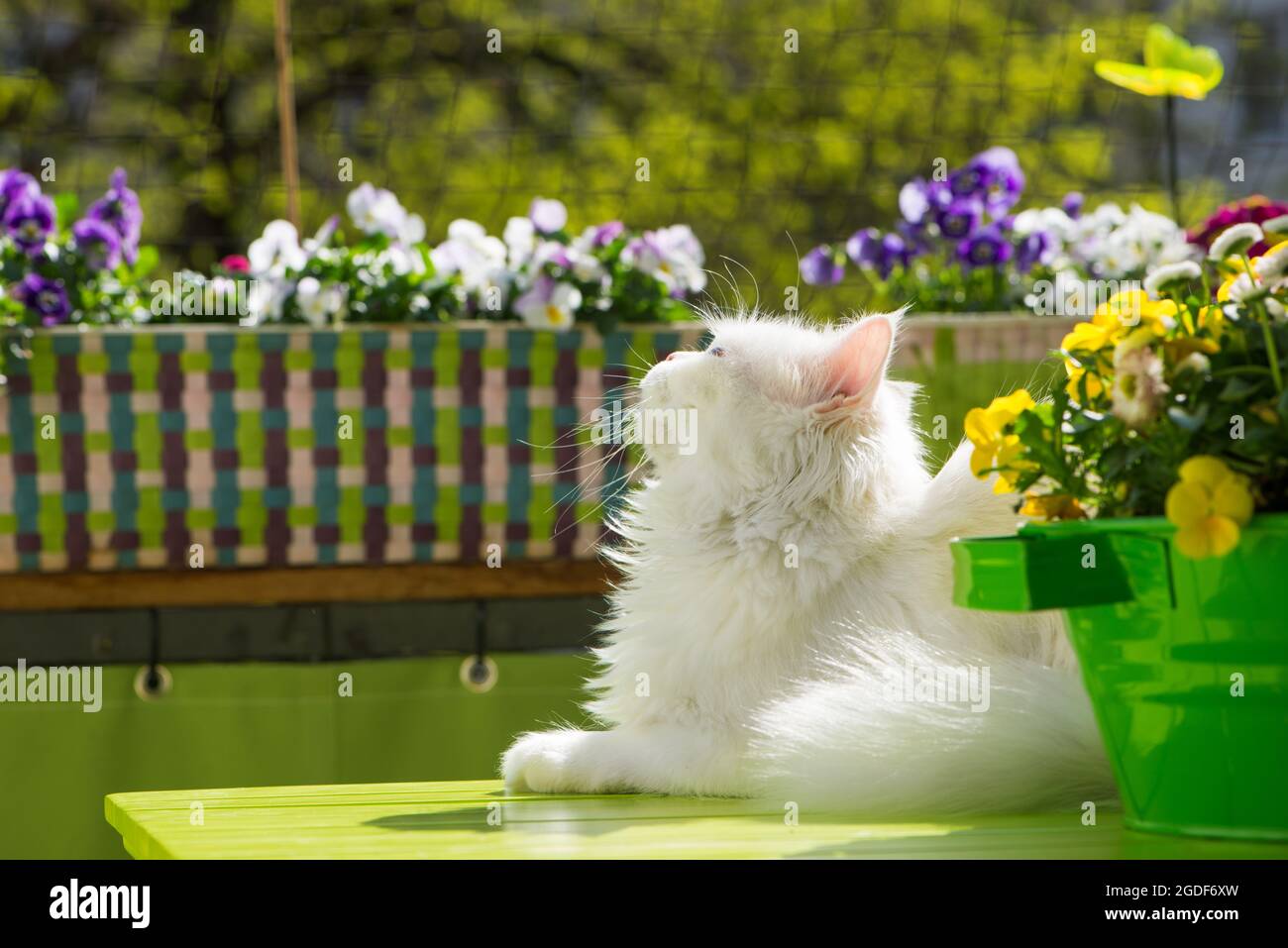 Cat on summer balcony Stock Photo - Alamy