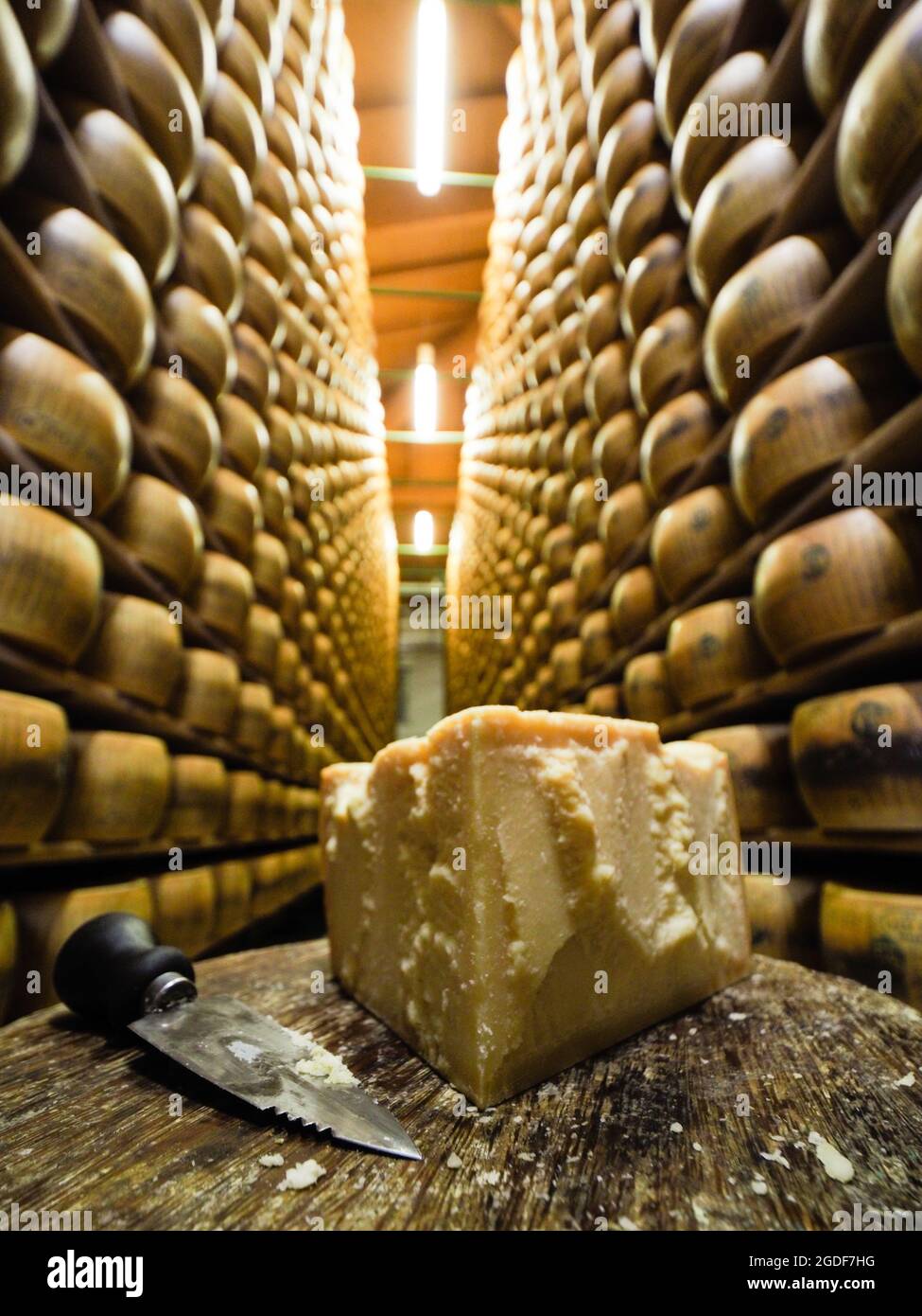 Vertical shot of parmesan cheese wheels in a dairy farm storage space ...