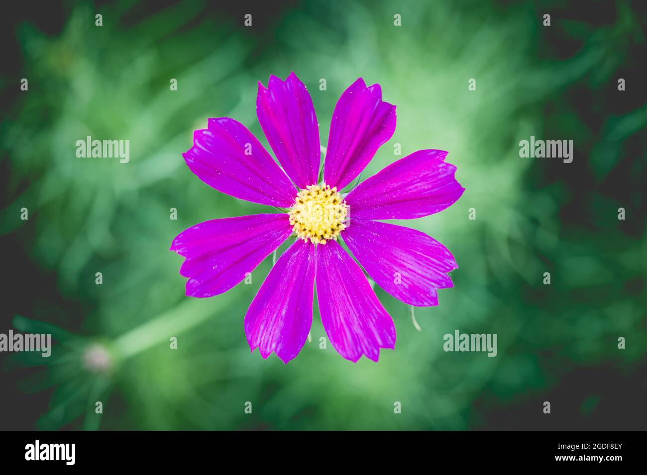 Pink cosmos in soft focus Stock Photo - Alamy