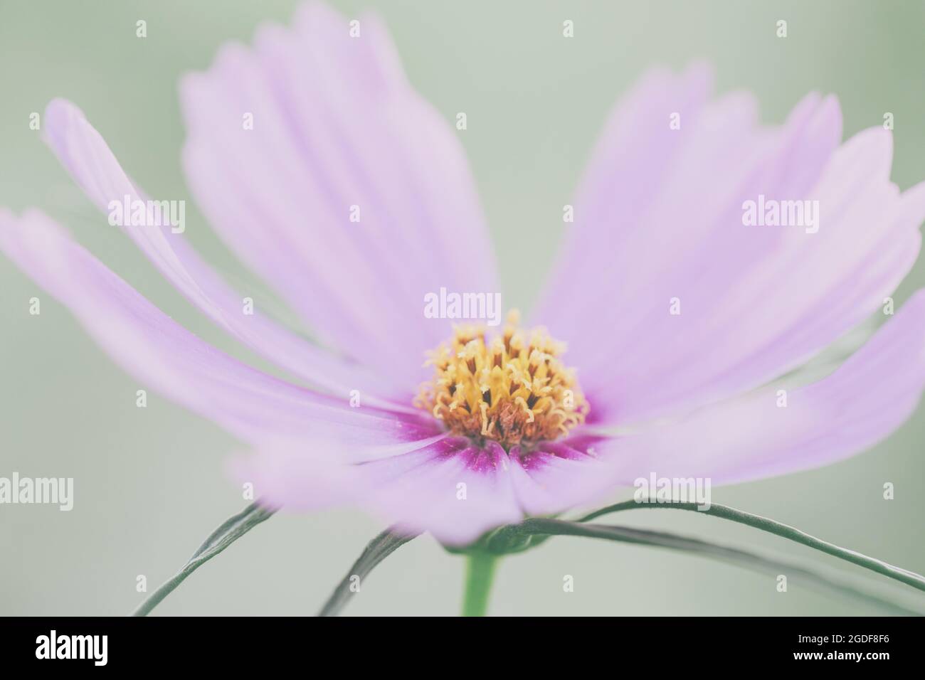 Soft focus beautiful cosmos hi-res stock photography and images - Alamy