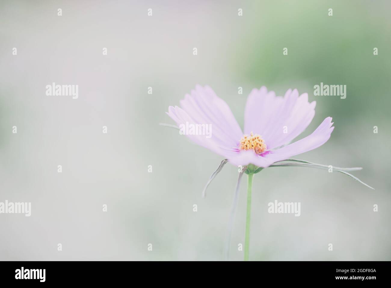 Pink cosmos in soft focus Stock Photo - Alamy