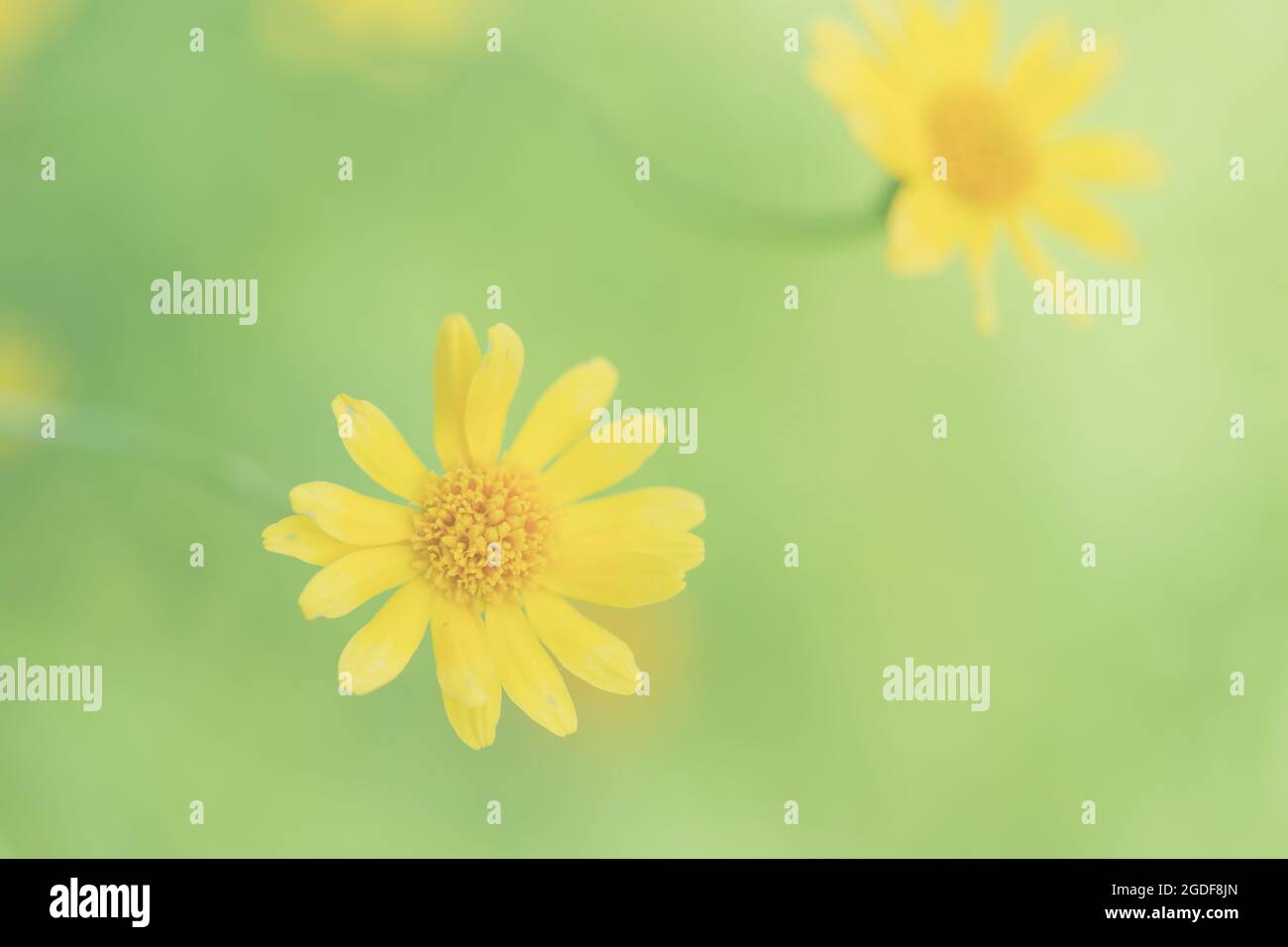 Little yellow star flower in soft focus Stock Photo - Alamy