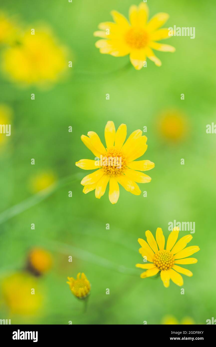 Little yellow star flower in soft focus Stock Photo - Alamy