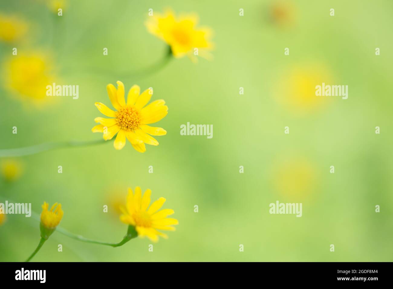 Little yellow star flower in soft focus Stock Photo - Alamy