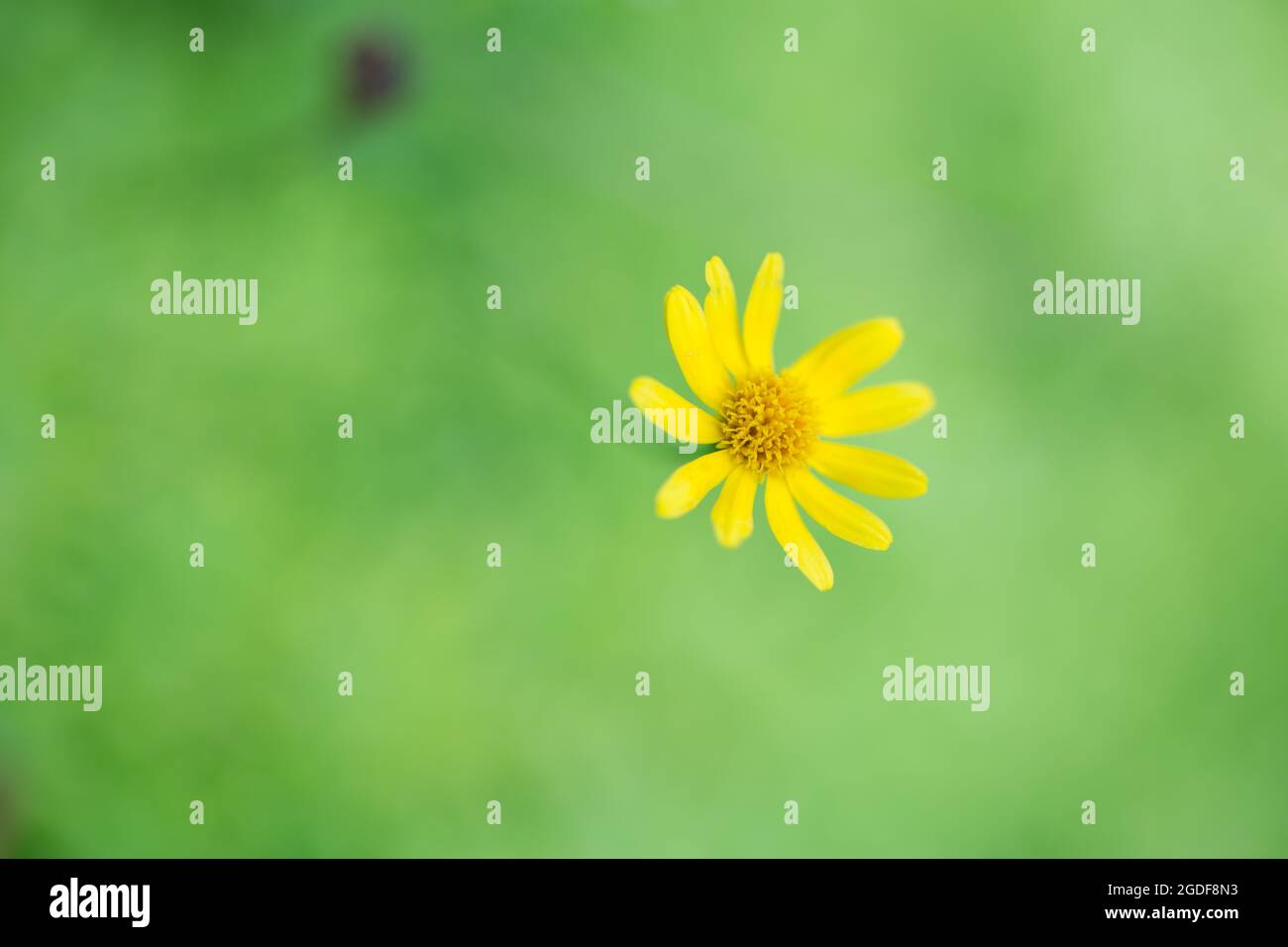 Little yellow star flower in soft focus Stock Photo - Alamy