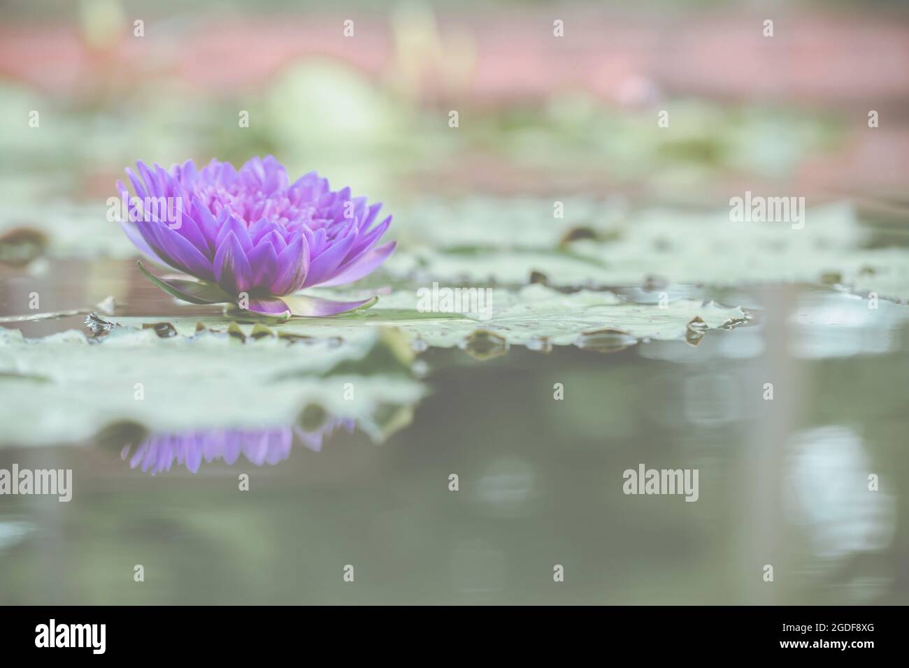 Beautiful lotus flower in nature background Stock Photo - Alamy