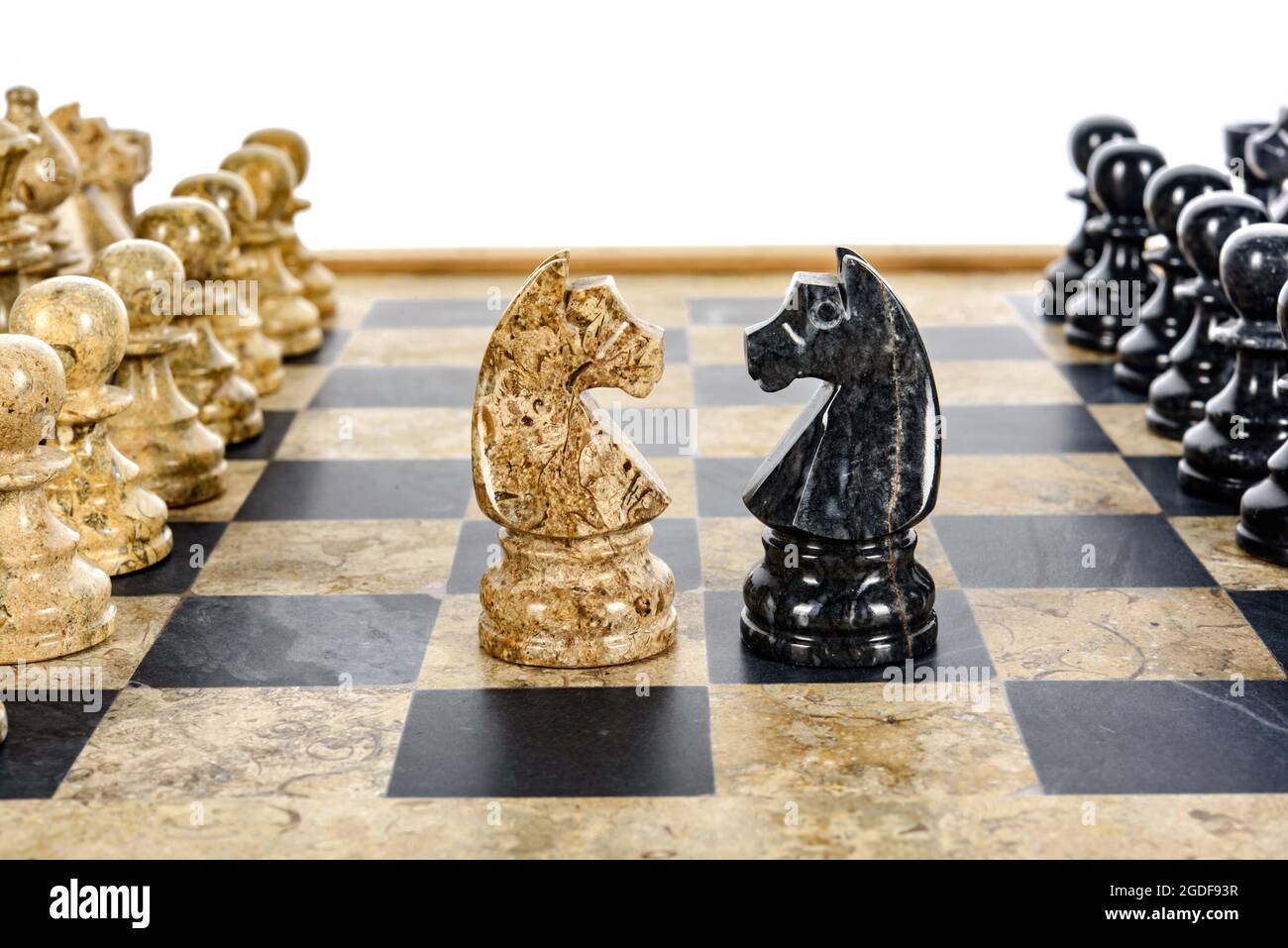 two knight chess pieces as rivals, in centre on beige and black coral ...