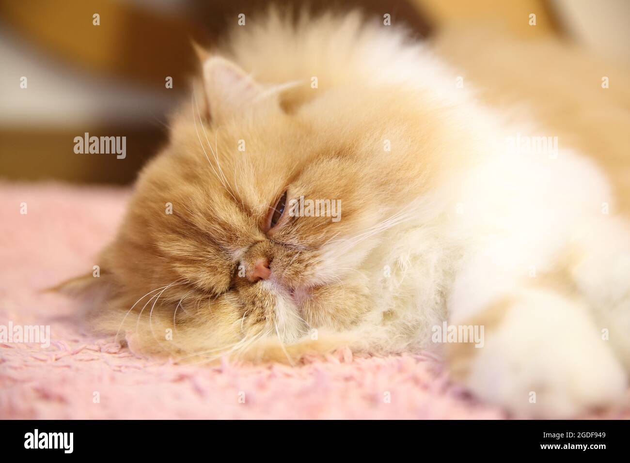 Persian cat walking cut out hi-res stock photography and images - Alamy