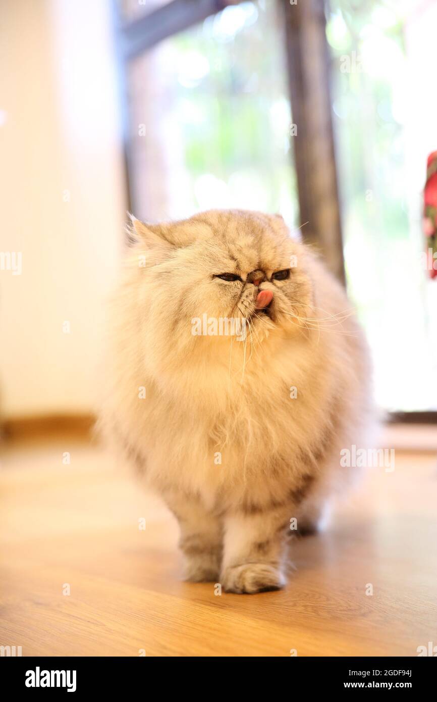 Persian cat walking cut out hi-res stock photography and images - Alamy