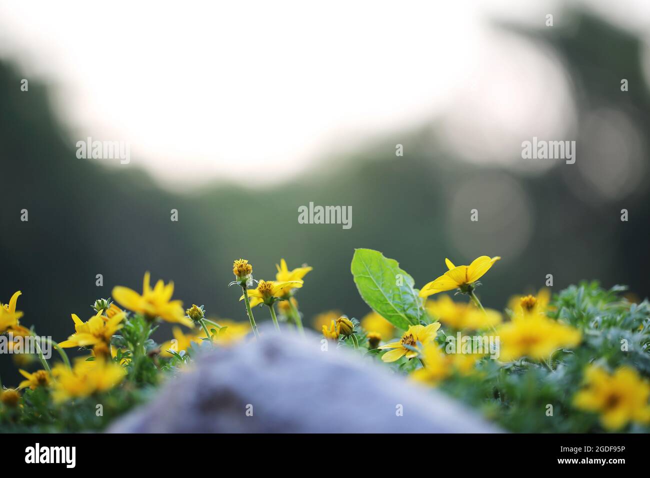 Closeup yellow flowers in Spring Stock Photo - Alamy