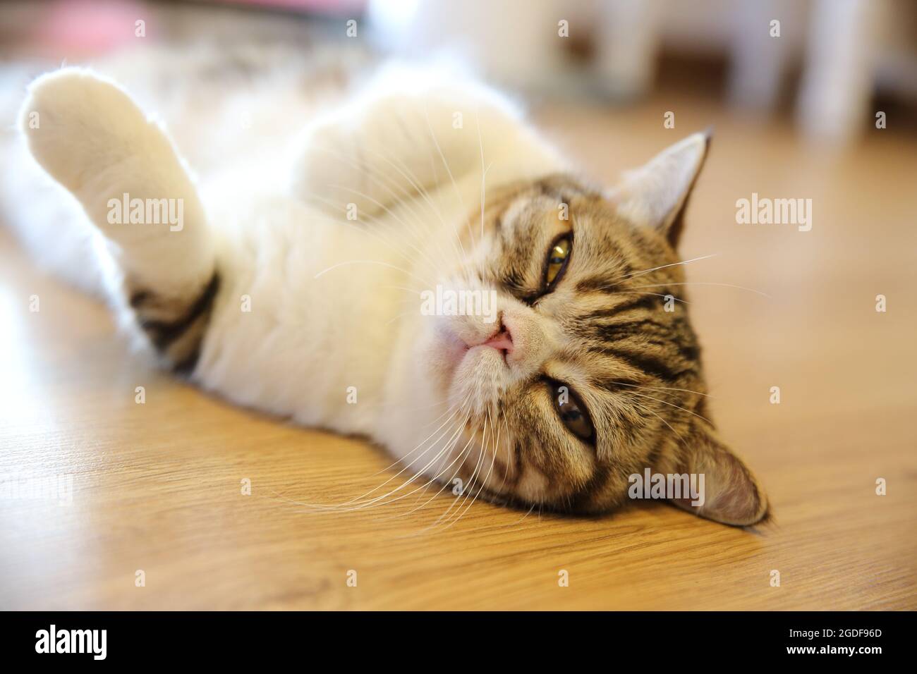 Persian cat walking cut out hi-res stock photography and images - Alamy