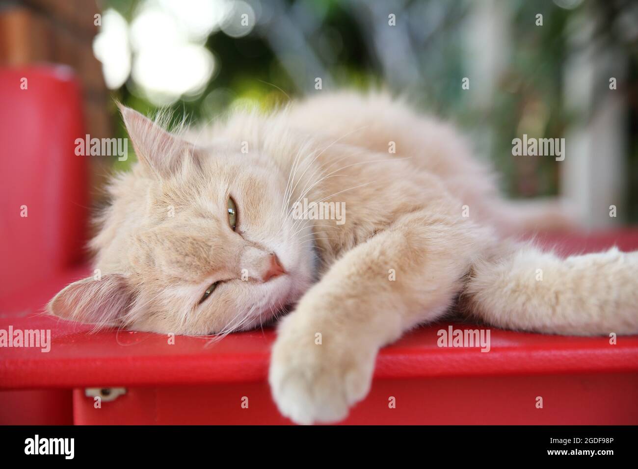 Persian cat walking cut out hi-res stock photography and images - Alamy