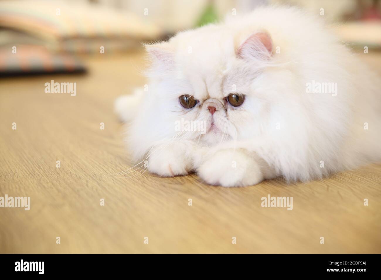 Persian cat walking cut out hi-res stock photography and images - Alamy