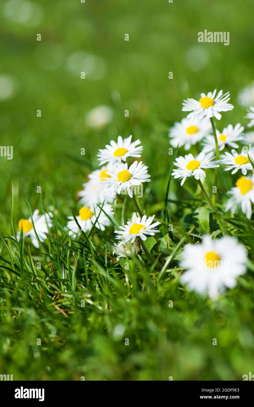 Daisies in a green meadow Stock Photo - Alamy