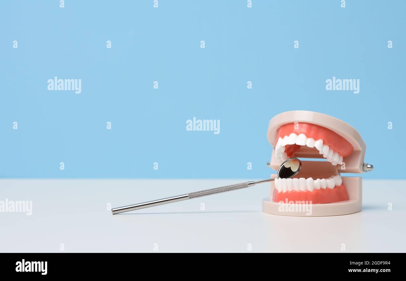 plastic model of human jaw with white even teeth and a medical ...