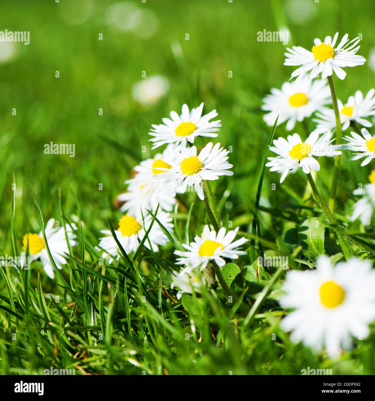 Daisies in a green meadow Stock Photo - Alamy