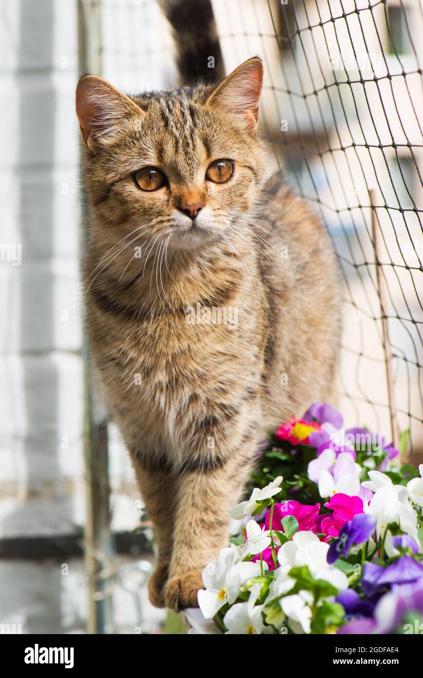 Tabby cat on summer balcony Stock Photo - Alamy