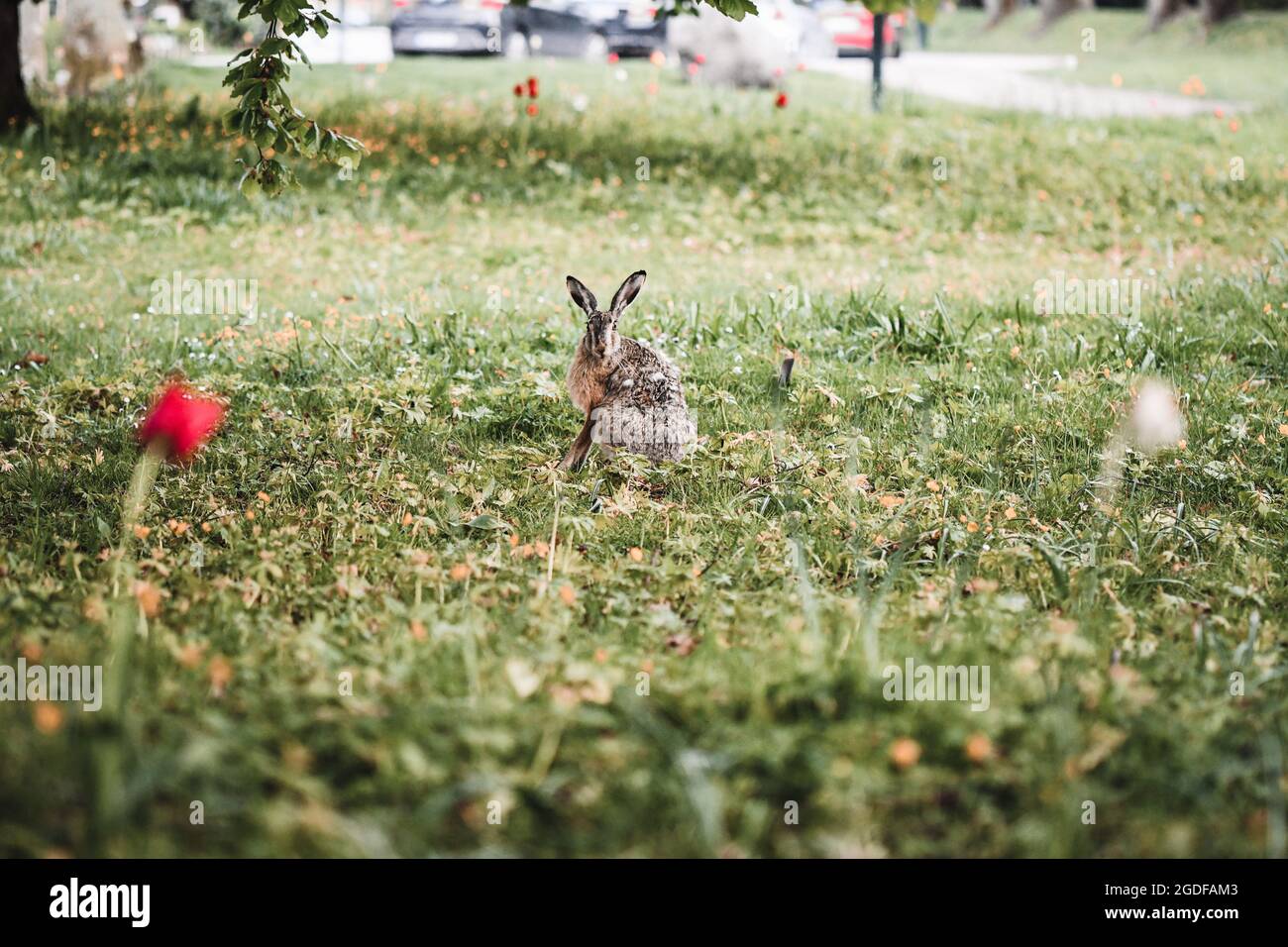 Bunny park hi-res stock photography and images - Alamy