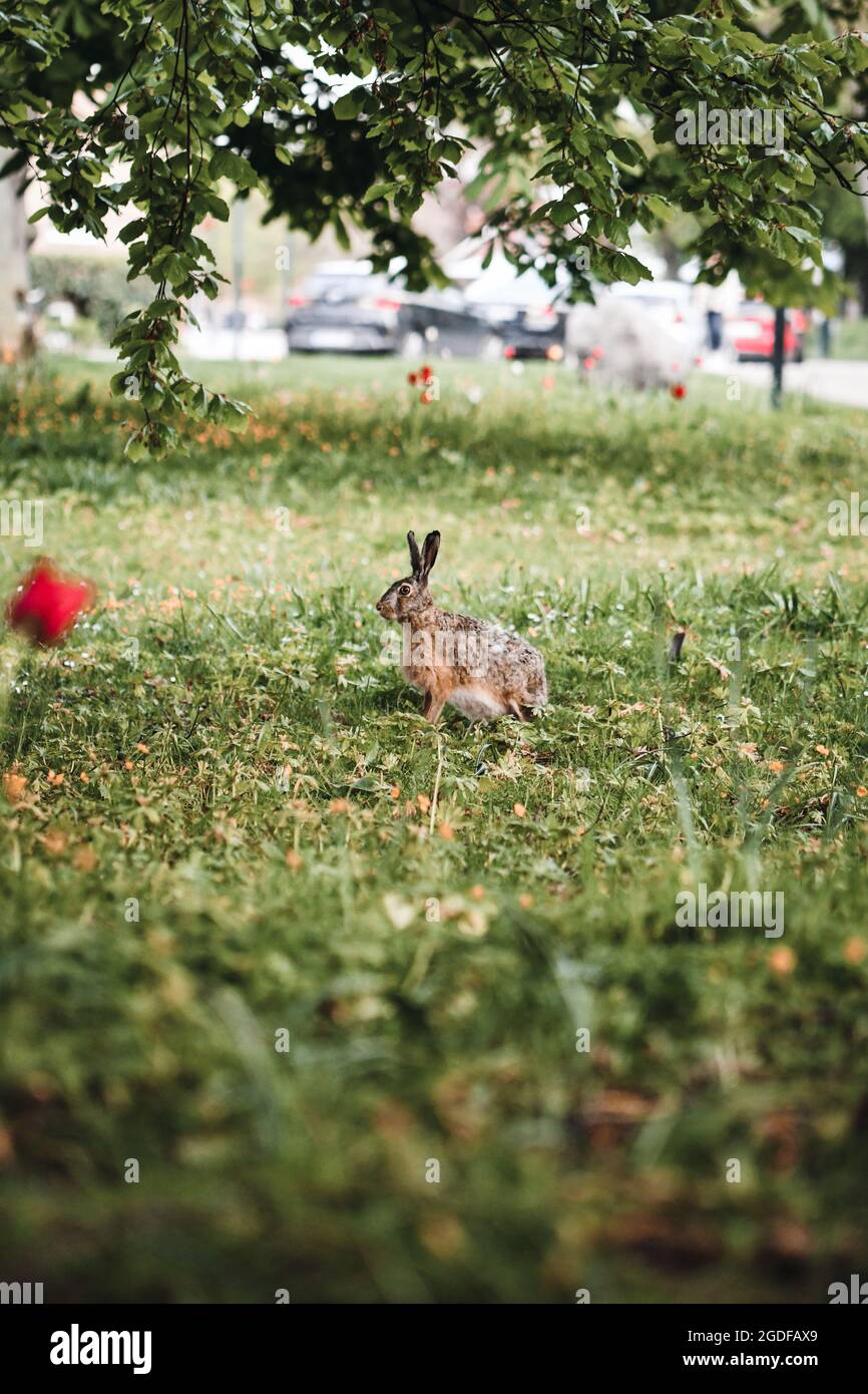 Bunny park hi-res stock photography and images - Alamy