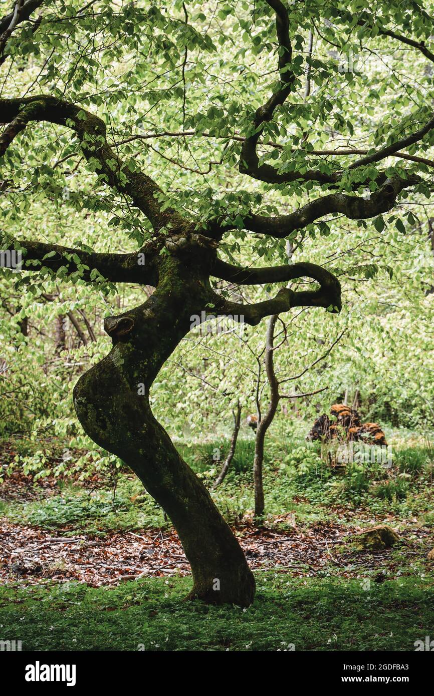 Mystical looking hi-res stock photography and images - Alamy