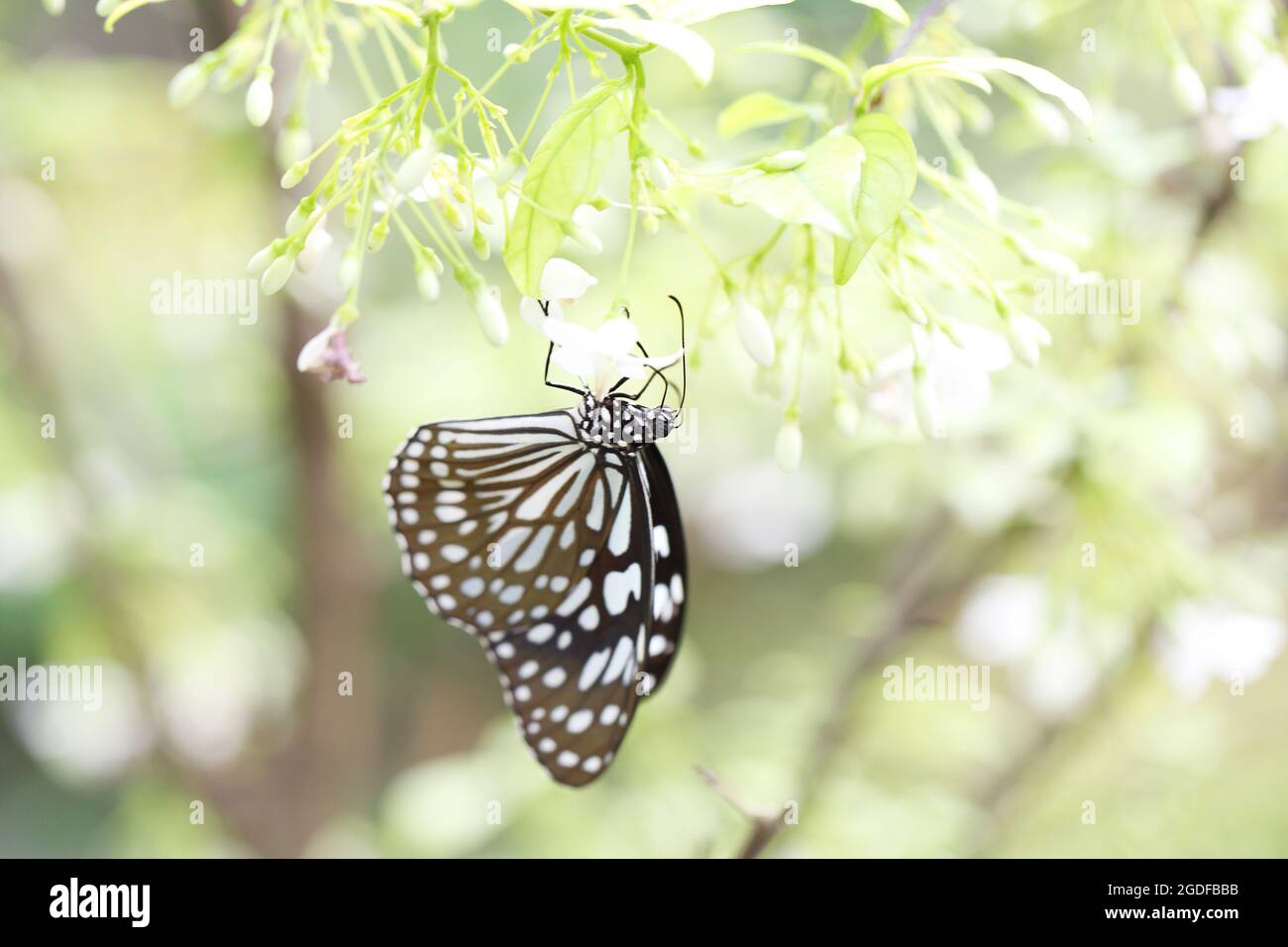 Butterfly fly in morning nature Stock Photo - Alamy