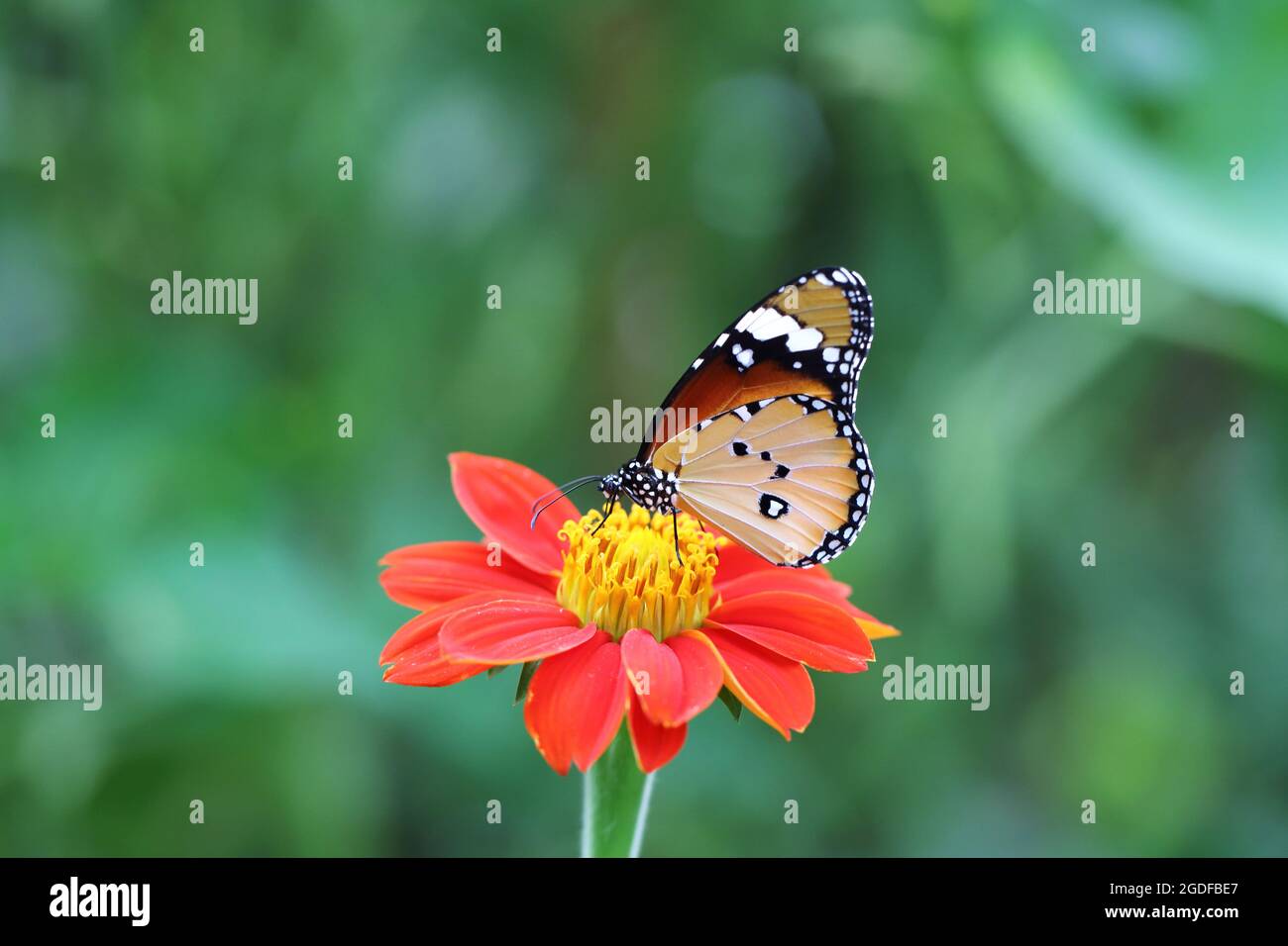 Butterfly fly in morning nature Stock Photo - Alamy