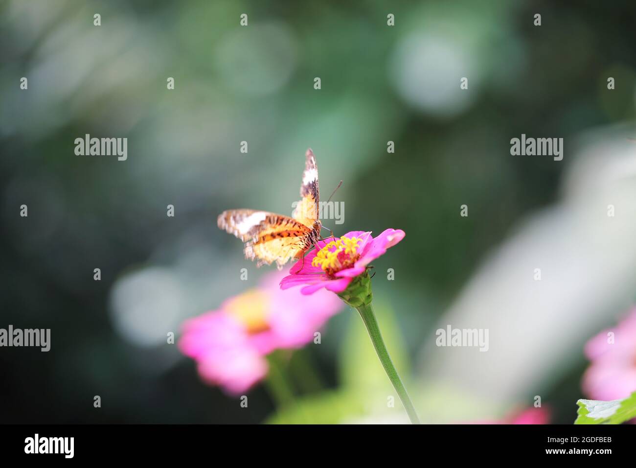 Butterfly fly in morning nature Stock Photo - Alamy