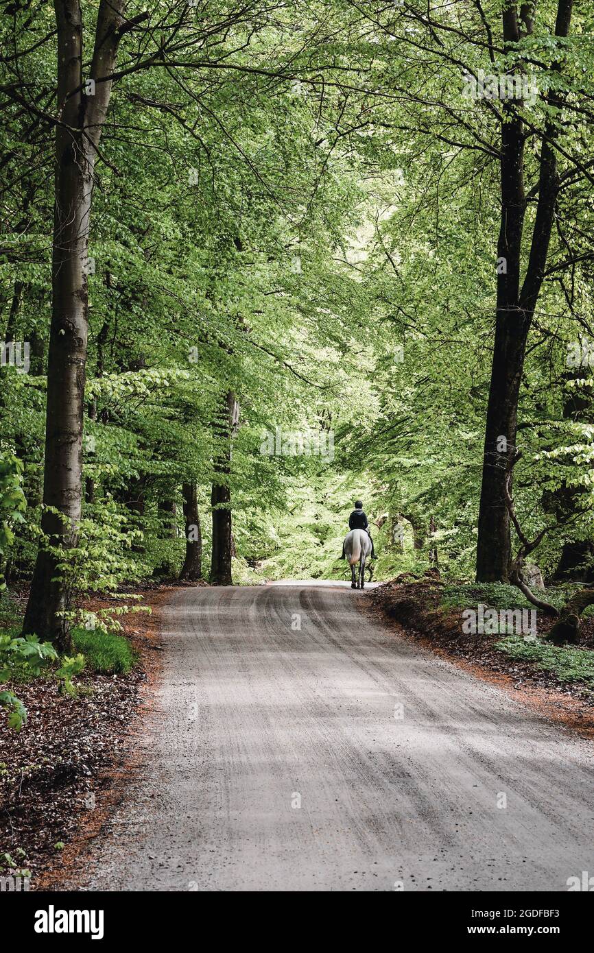Photo of a person riding a horse in the forest or woods Stock Photo - Alamy