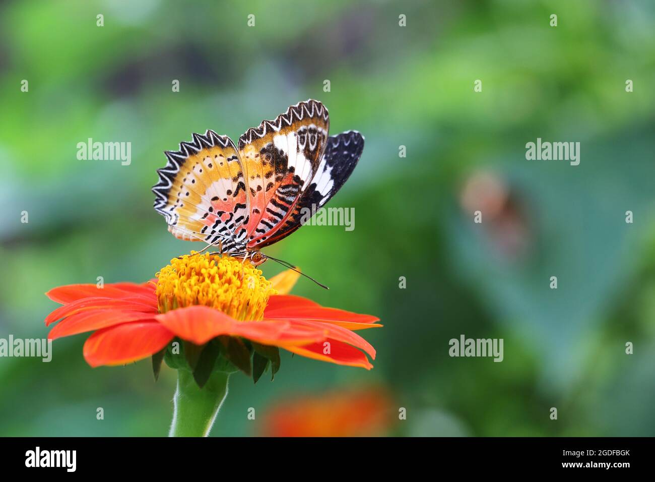 Butterfly fly in morning nature Stock Photo - Alamy