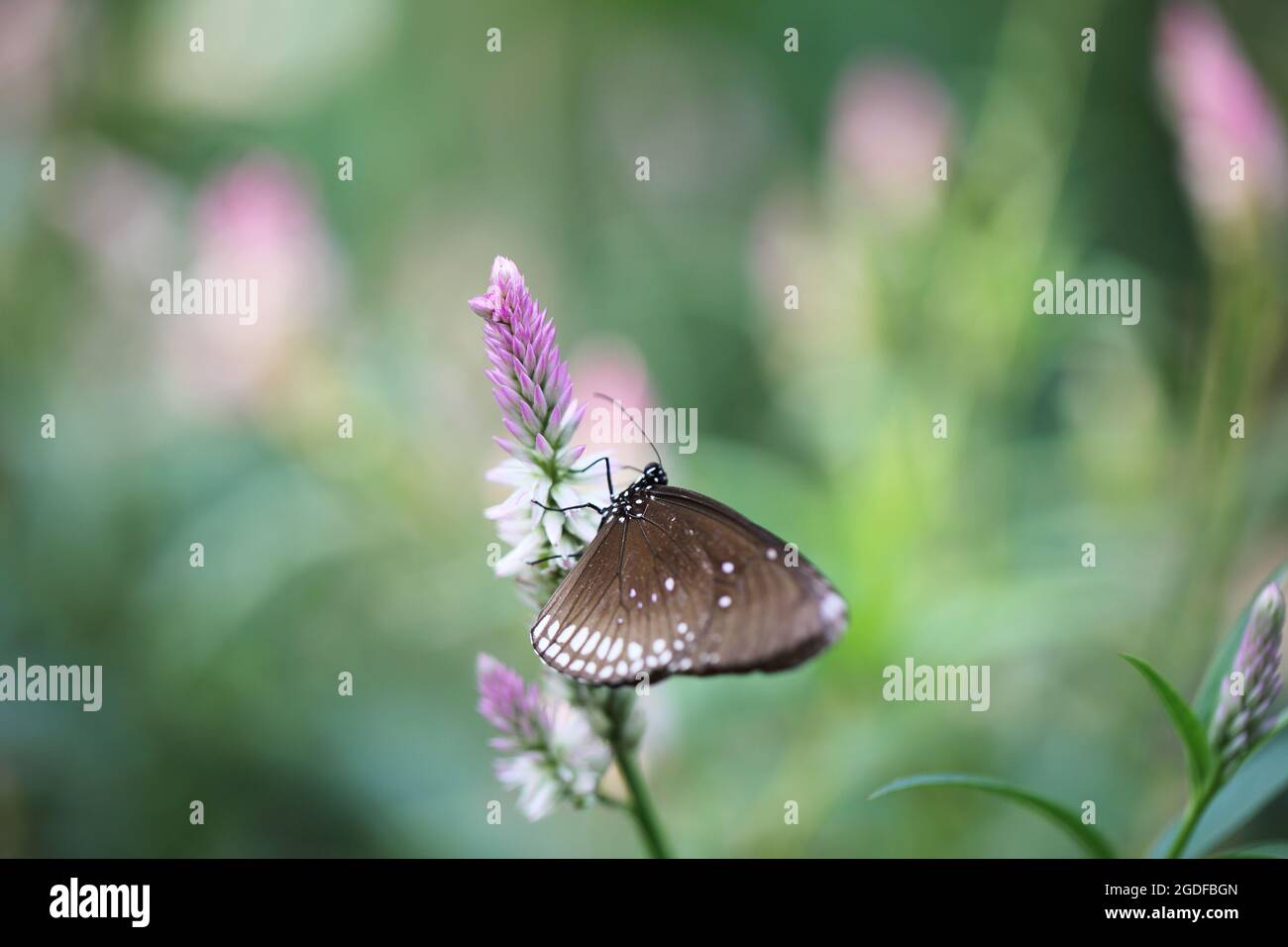Butterfly fly in morning nature Stock Photo - Alamy